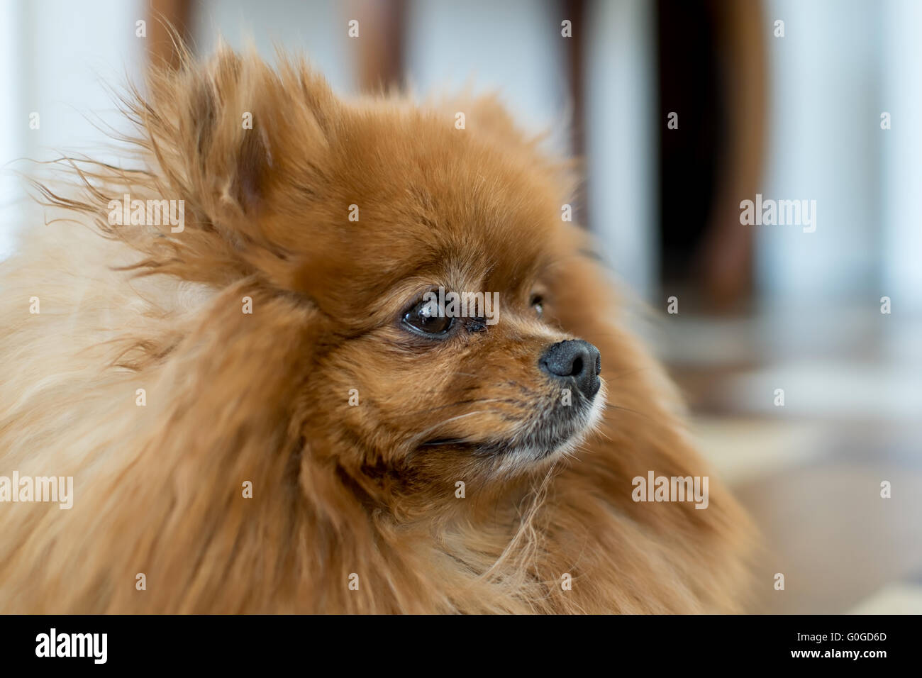 Spitz Pomeranian High Resolution Stock Photography and Images - Alamy