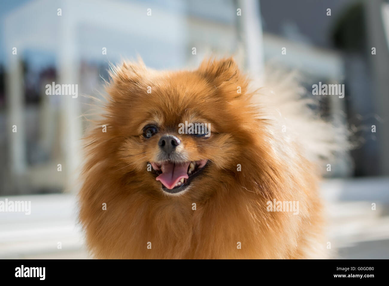 A cute Spitz Pomeranian Stock Photo - Alamy