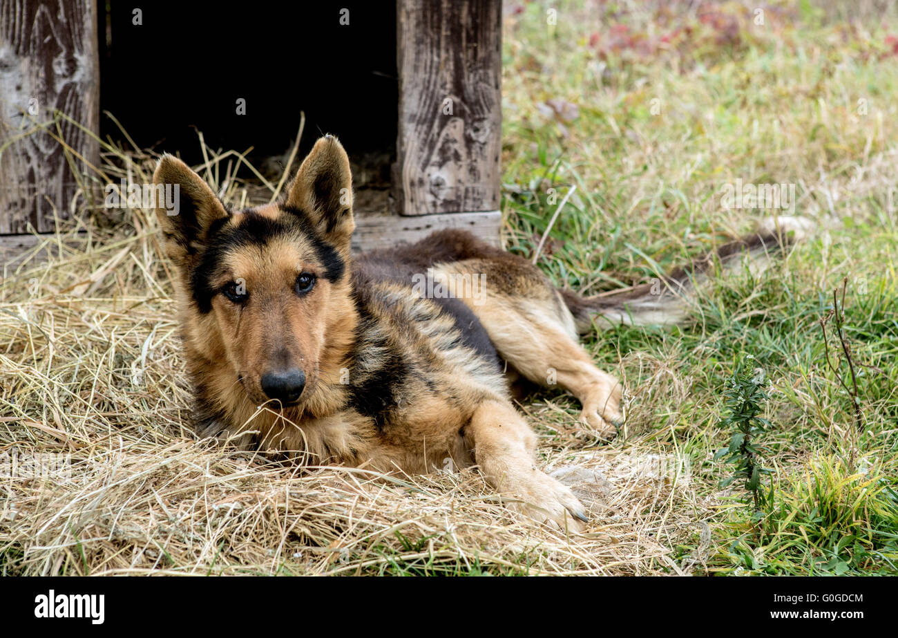Sad german shepherd dog hi-res stock photography and images - Alamy