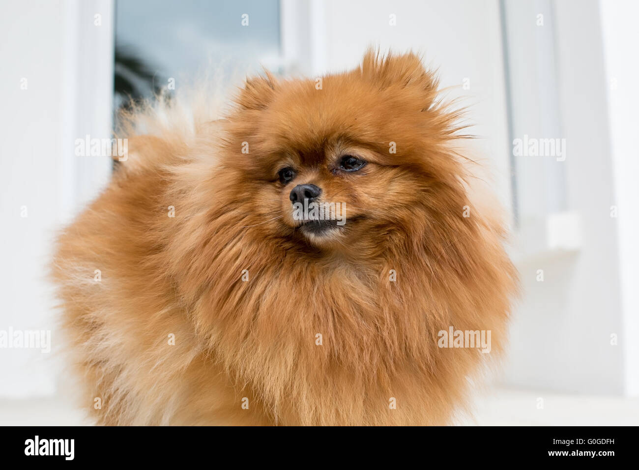 A cute Spitz Pomeranian Stock Photo - Alamy