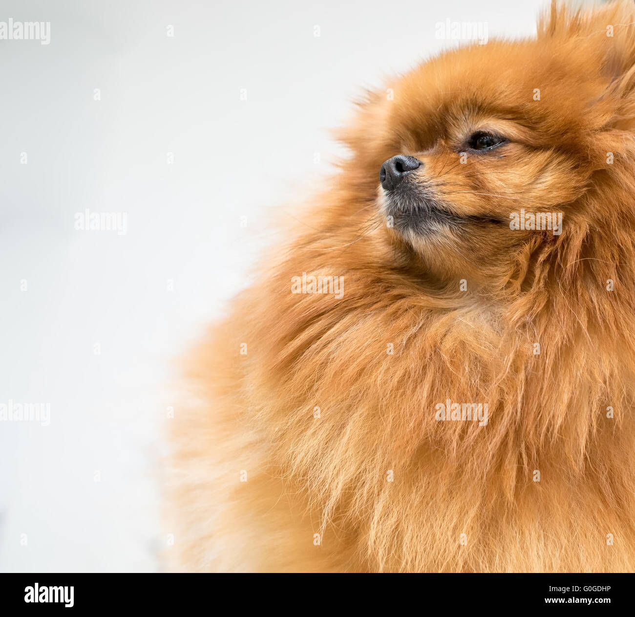 A cute Spitz Pomeranian Stock Photo - Alamy
