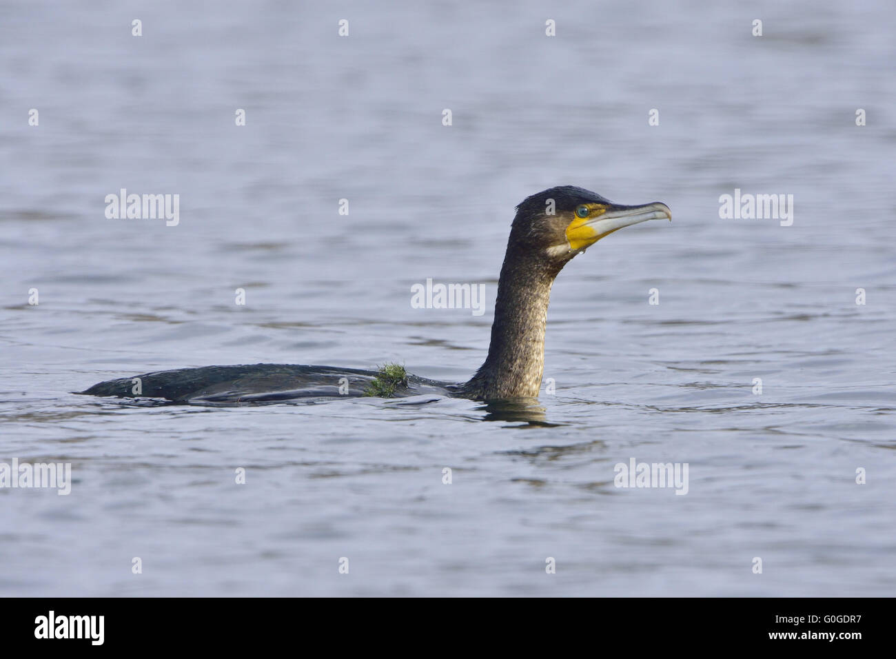 Cormorant hunting fish hi-res stock photography and images - Alamy