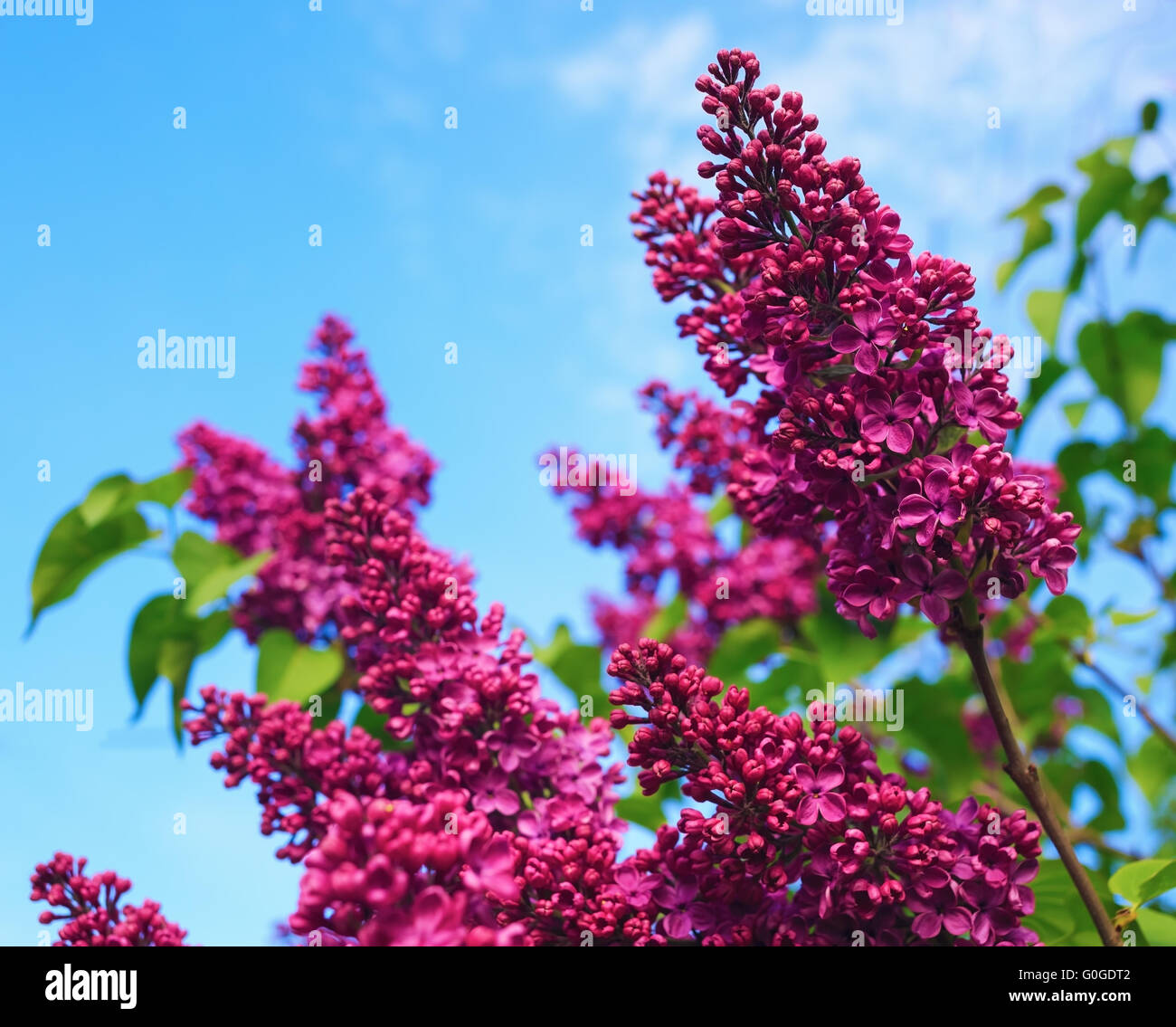 Outdoor lilac hi-res stock photography and images - Alamy