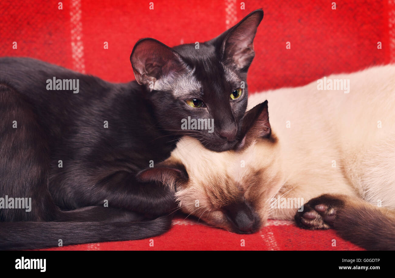 Two Cats Portrait Stock Photo - Alamy