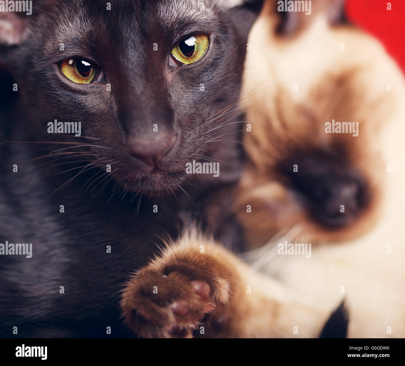 Two Cats Portrait Stock Photo - Alamy