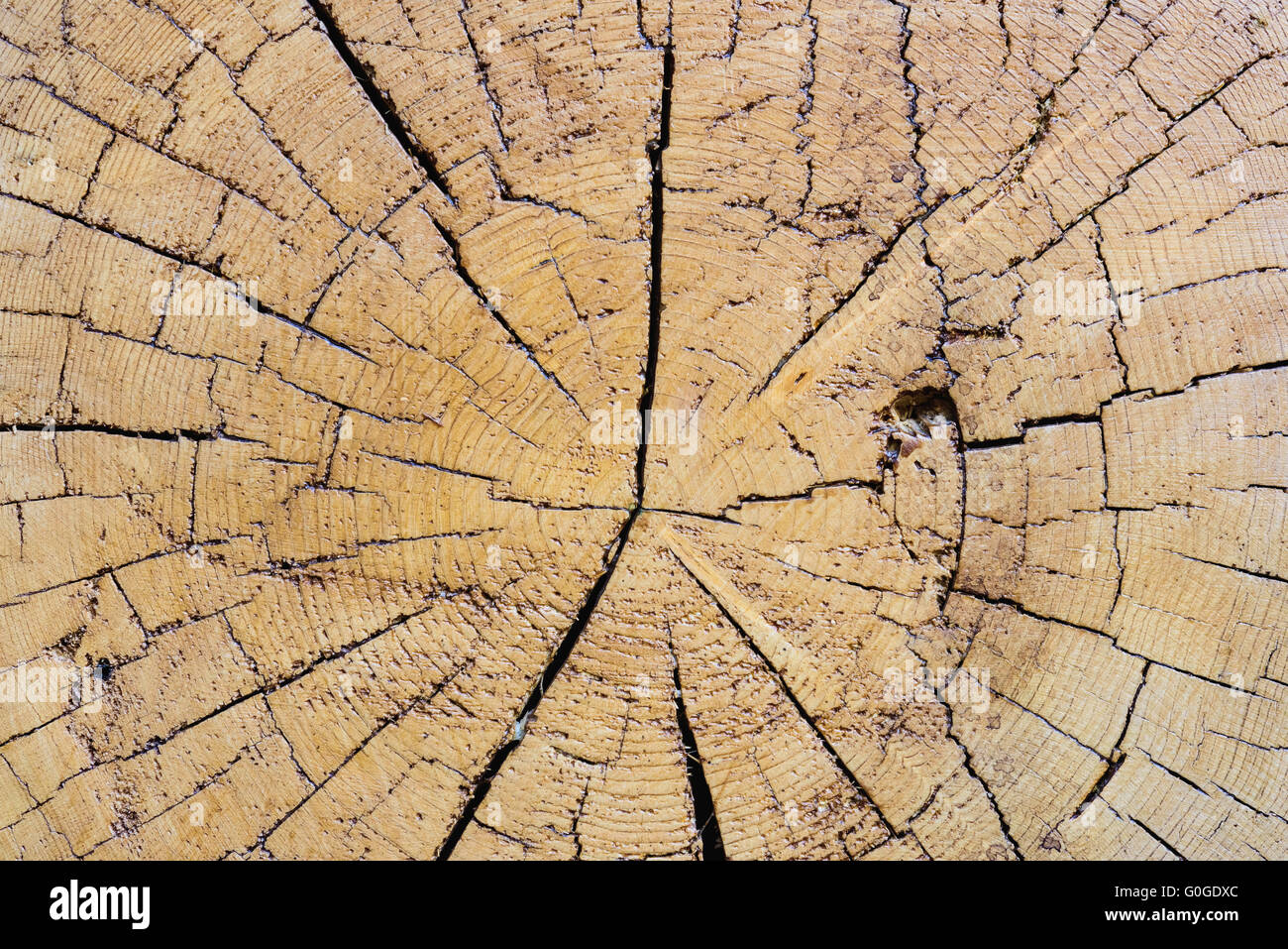 cut a large tree rings texture abstract background Stock Photo - Alamy