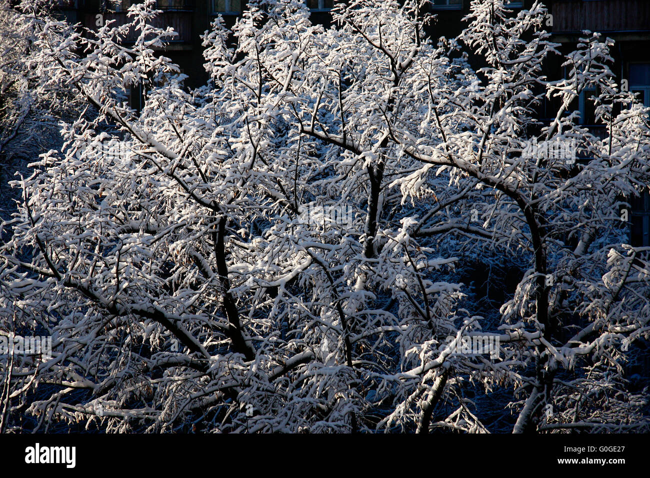 Baum, Schnee, Winter Stock Photo - Alamy