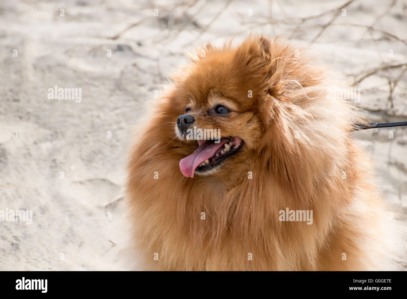 A cute Spitz Pomeranian on the beach Stock Photo - Alamy