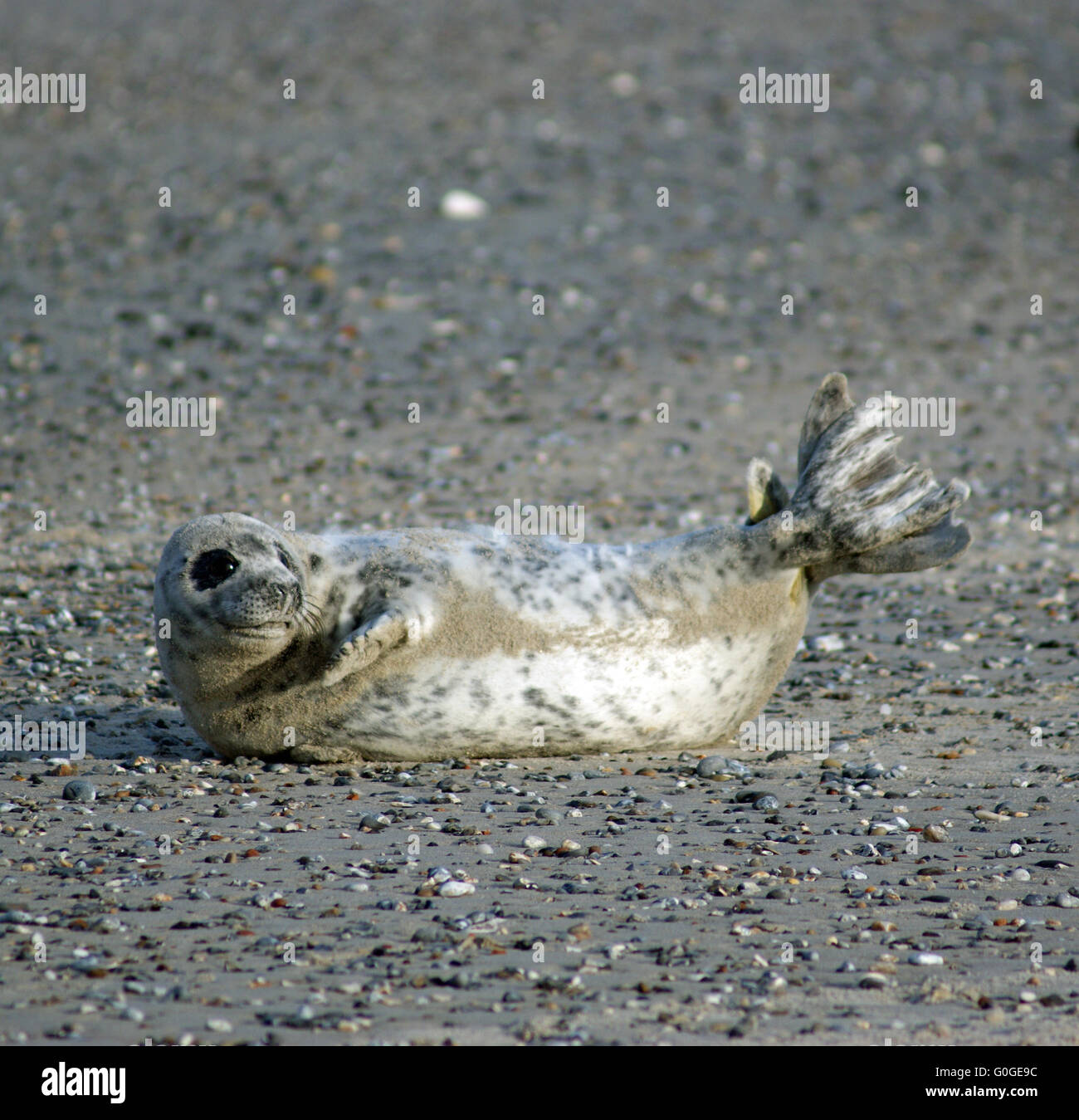 Nature seal hi-res stock photography and images - Alamy