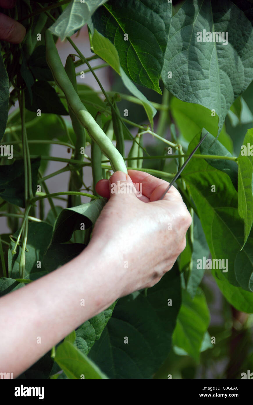 Picking beans by hand hi-res stock photography and images - Alamy