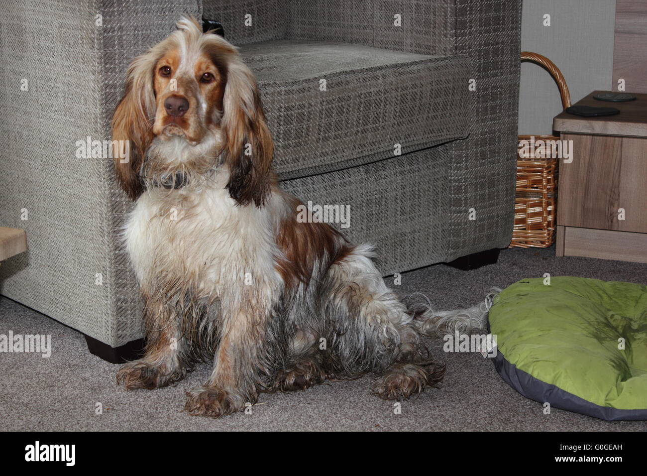 Dirty puppy hi-res stock photography and images - Alamy