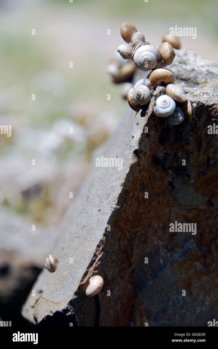 Snails cluster hi-res stock photography and images - Alamy