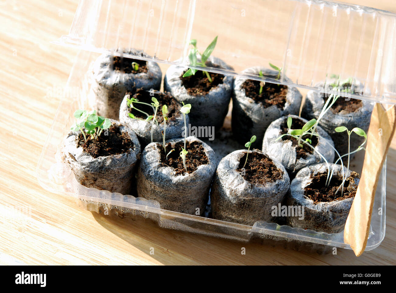 Mini plants hi-res stock photography and images - Alamy