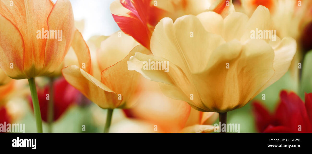 blooming spring tulips Stock Photo - Alamy