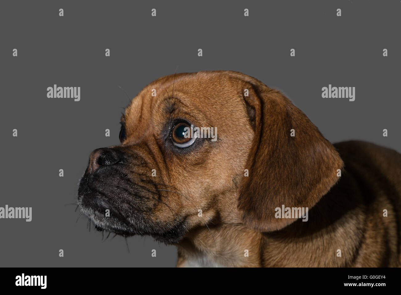 Puggle against gray Background Stock Photo - Alamy