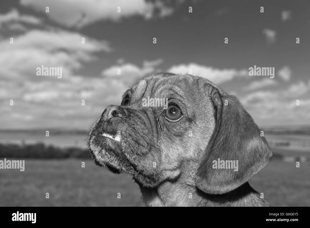 Puggle Black and White Stock Photos & Images - Alamy