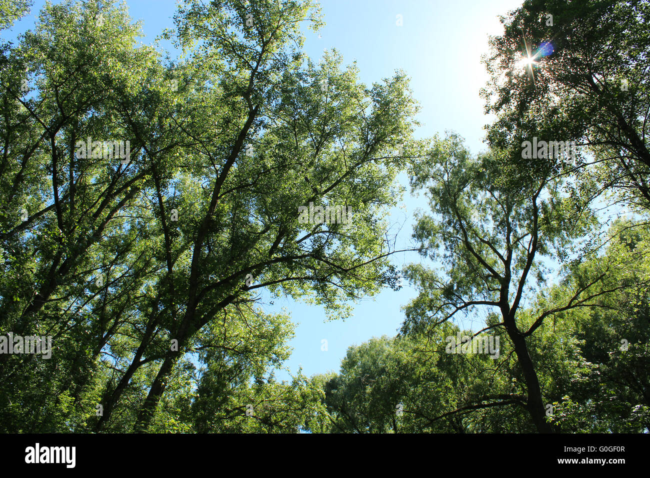 Big poplars hi-res stock photography and images - Alamy