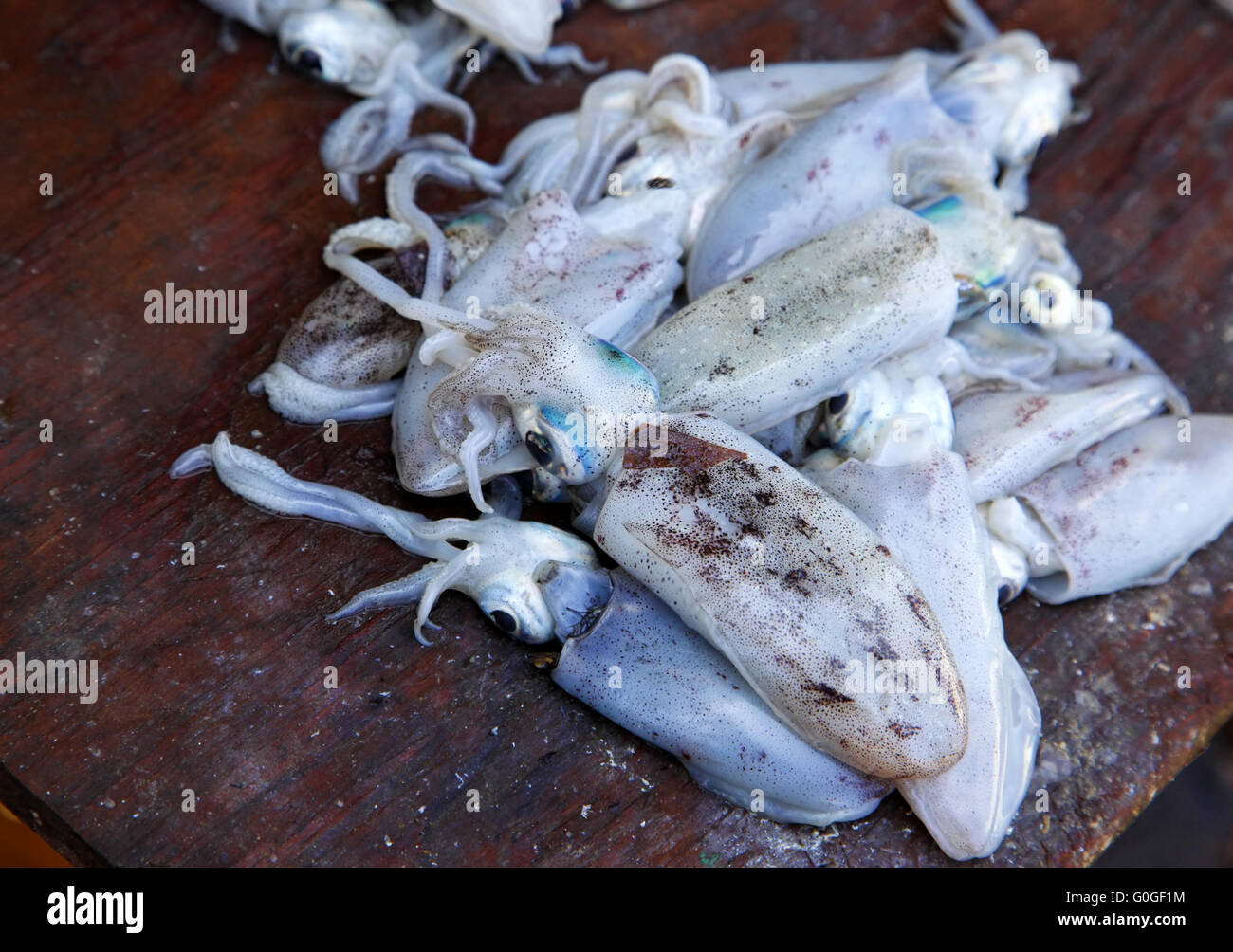Fresh squid at Stone Town Fish Market Stock Photo - Alamy