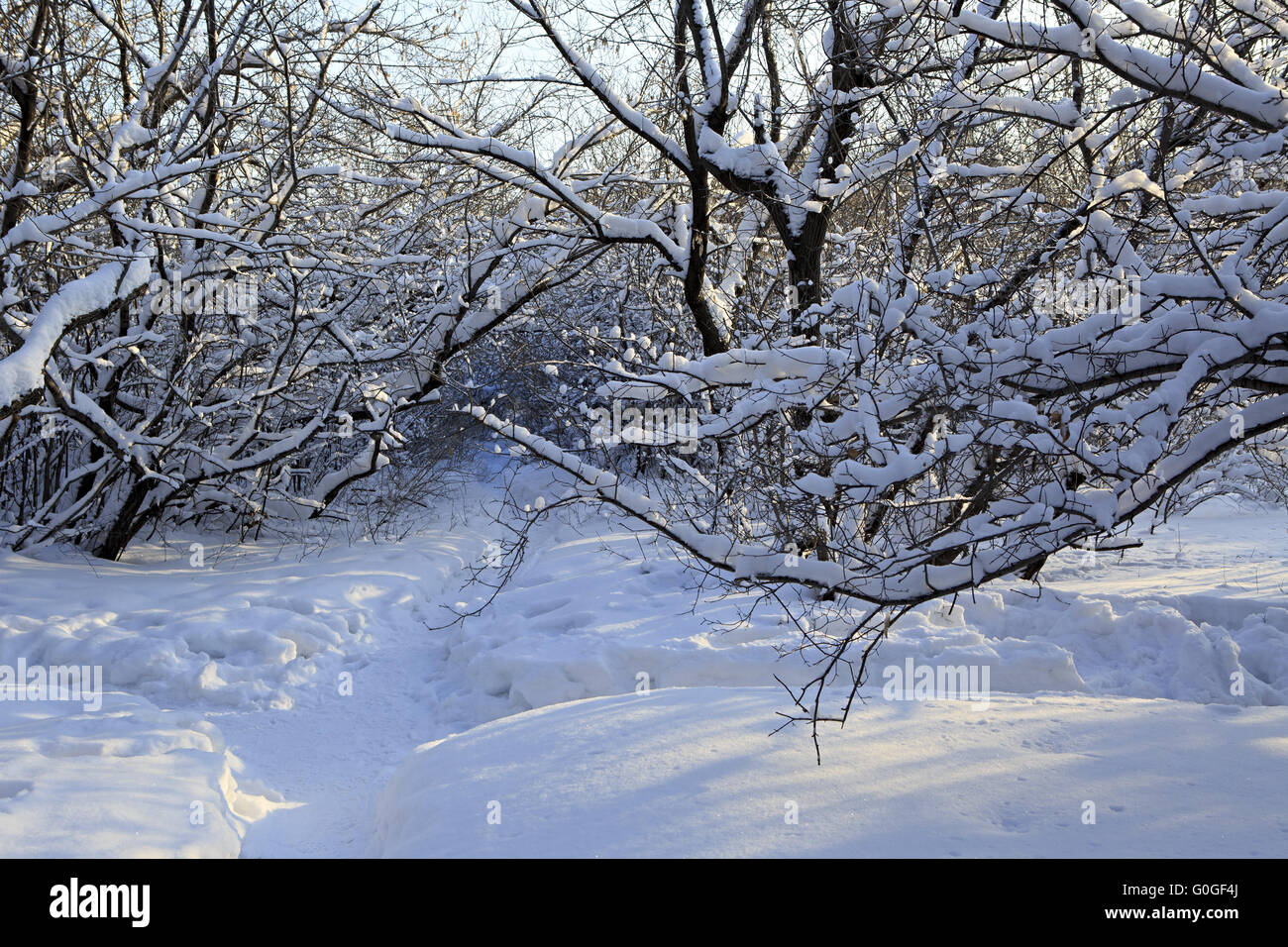 Path in snow drifts through the trees Stock Photo - Alamy