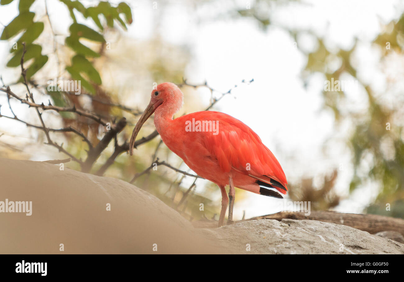 Dark scarlet theme hi-res stock photography and images - Alamy