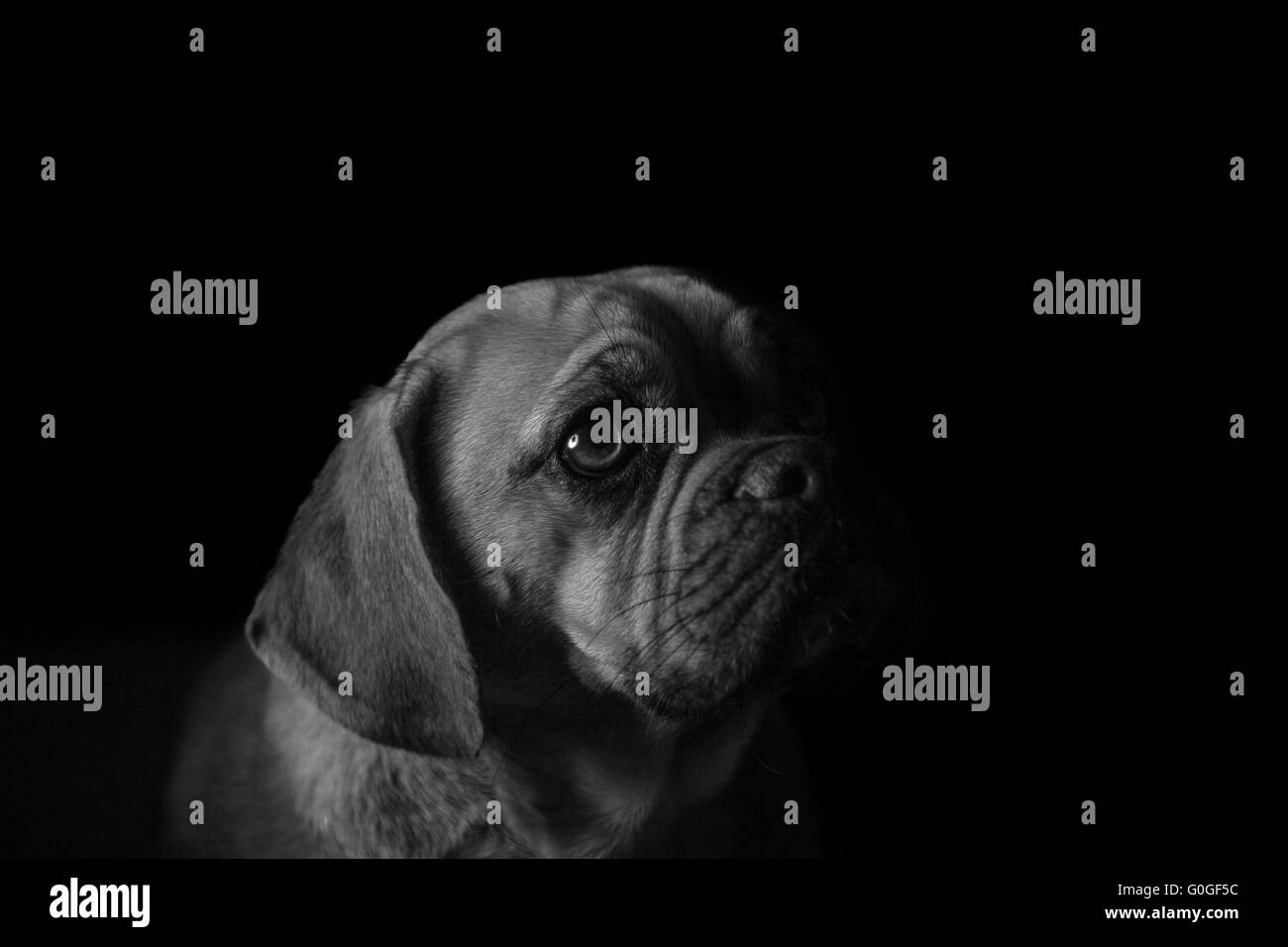 Puggle Black and White Stock Photos & Images - Alamy