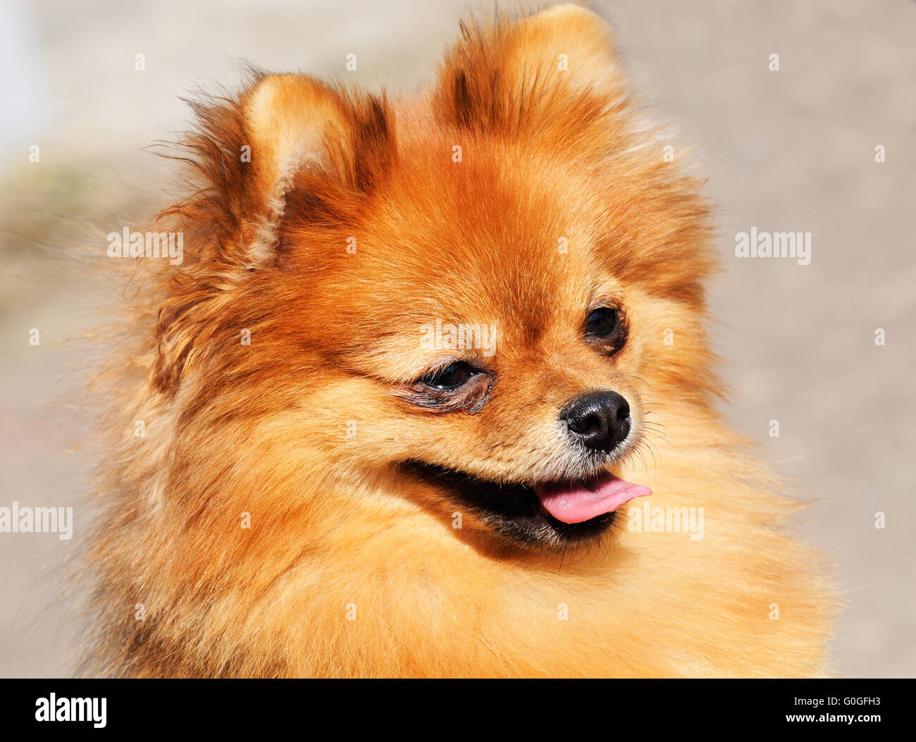 Tan Pomeranian