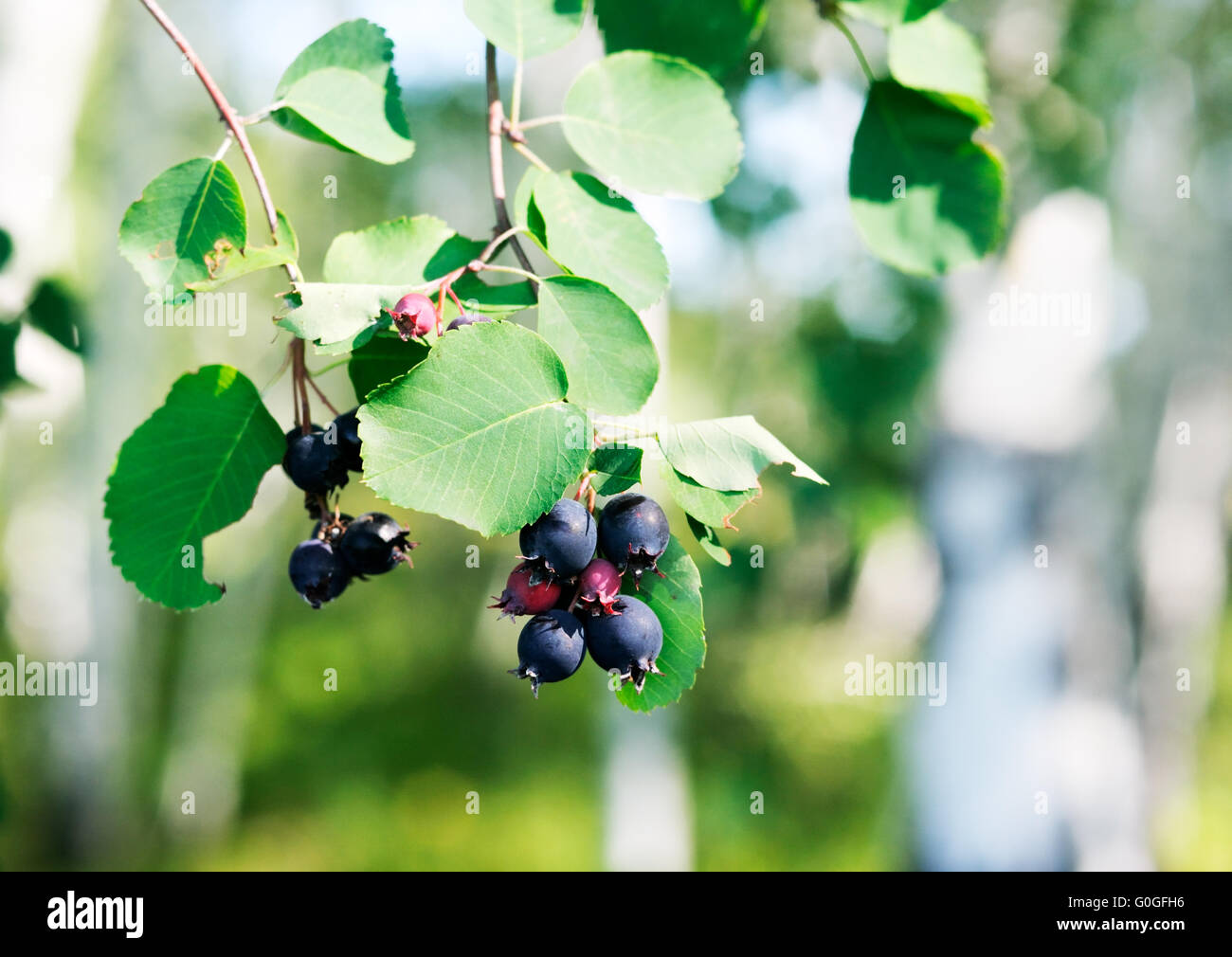 Berry wallpaper hi-res stock photography and images - Alamy