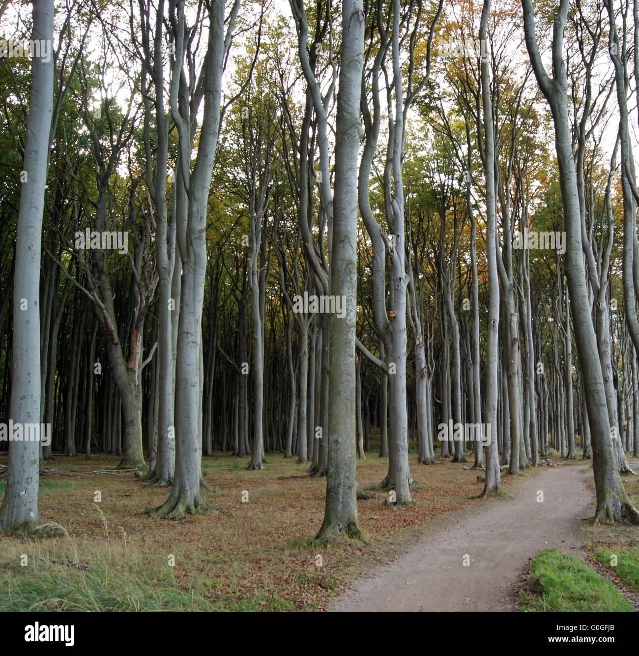 Commercial forests hi-res stock photography and images - Alamy