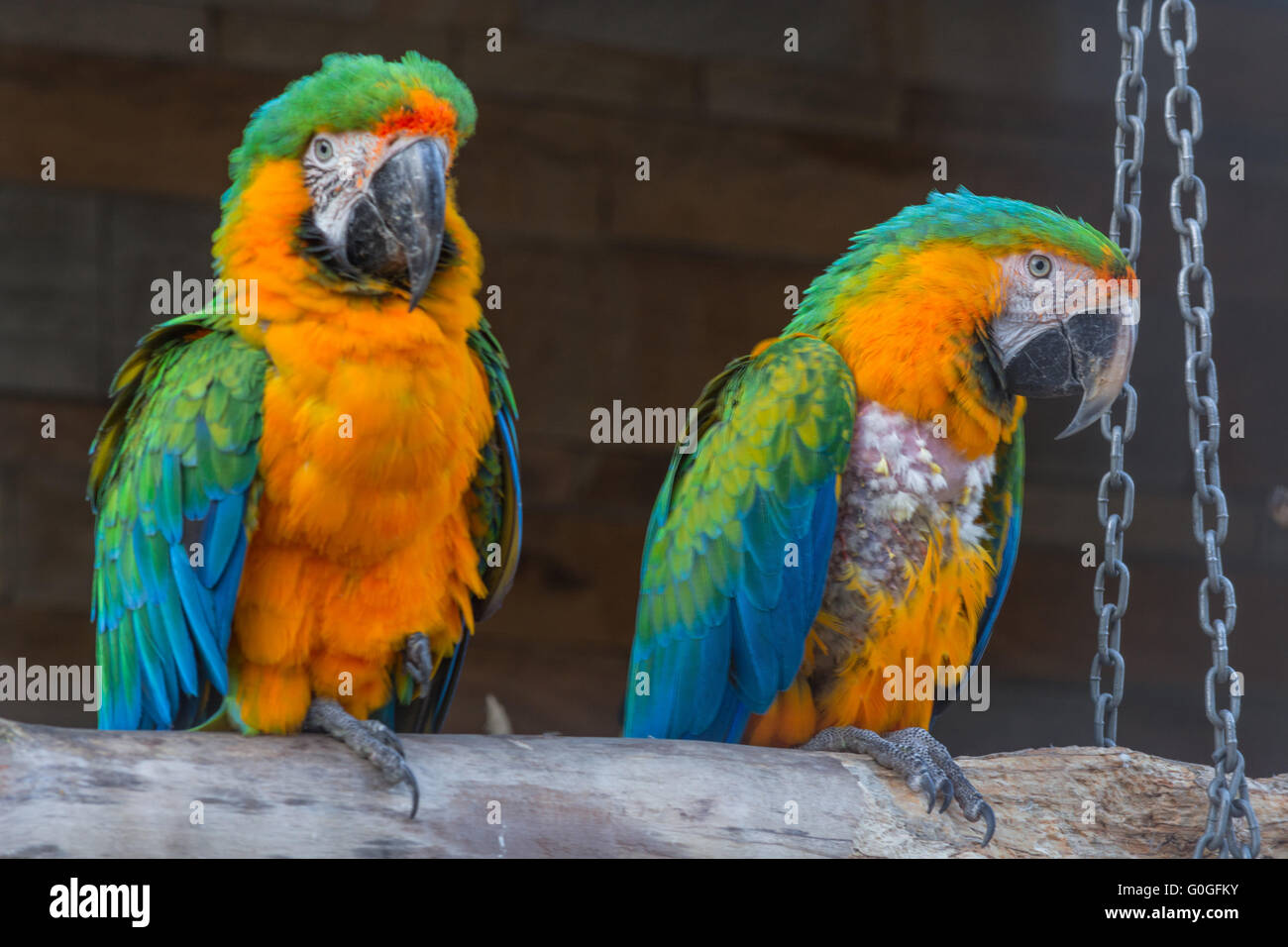 Two Beautiful colorful macaw parrots Stock Photo - Alamy