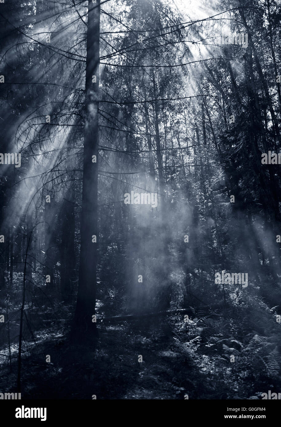 Smoke in forest Stock Photo - Alamy