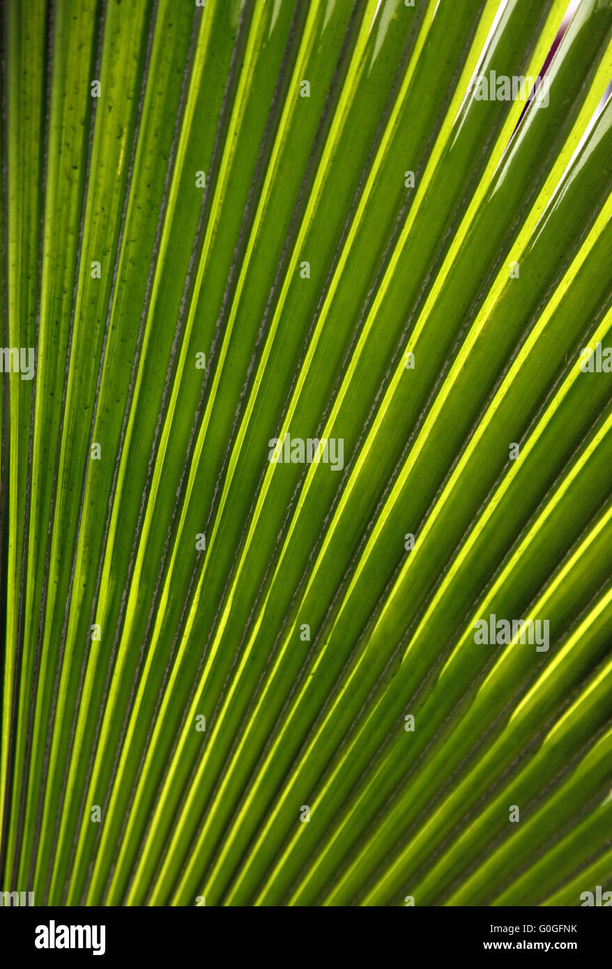 Palm stroke hi-res stock photography and images - Alamy