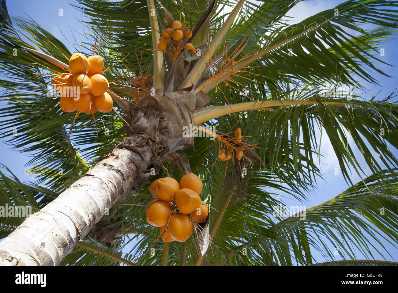 Coconuts on a palm tree Stock Photo - Alamy