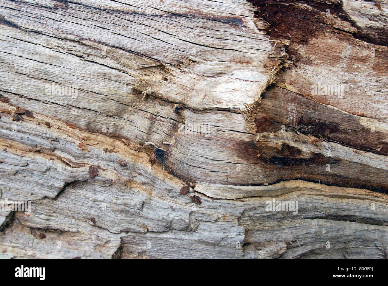 Fallen oak wood texture Stock Photo - Alamy