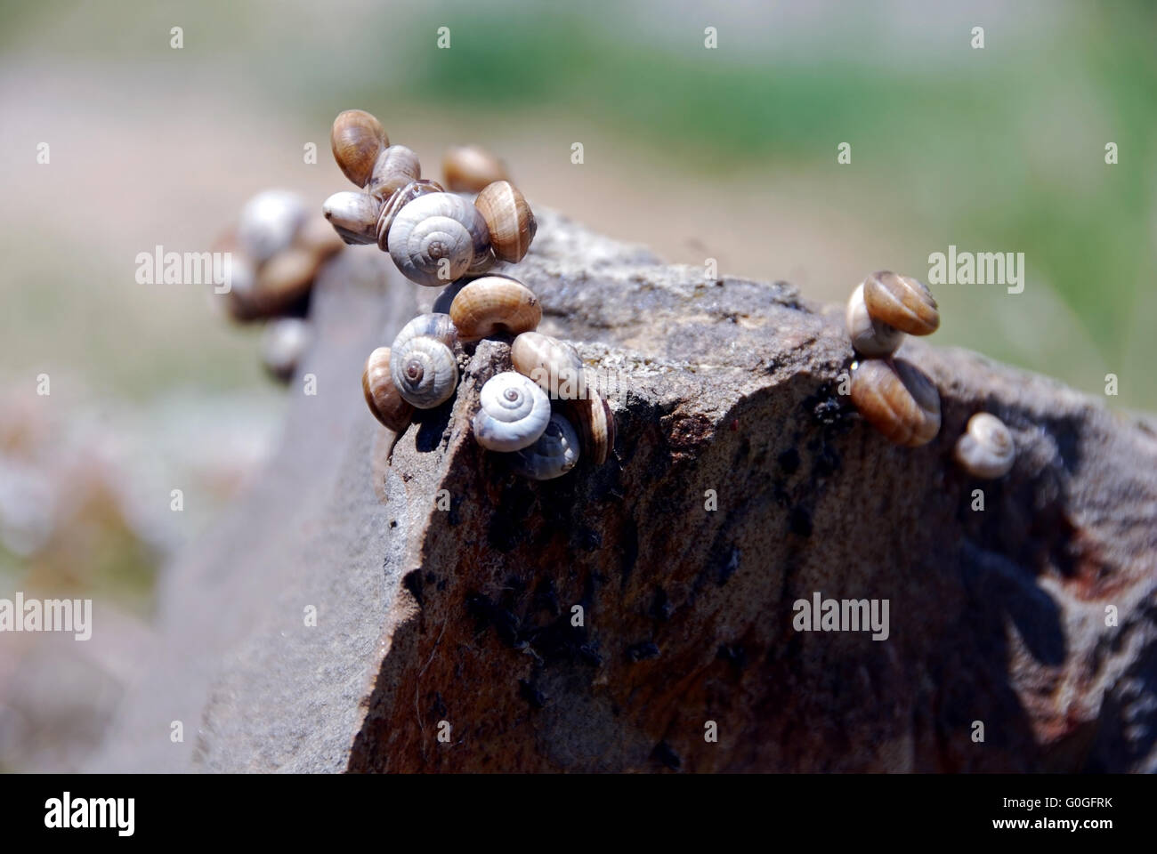 Pile of snails Stock Photo - Alamy