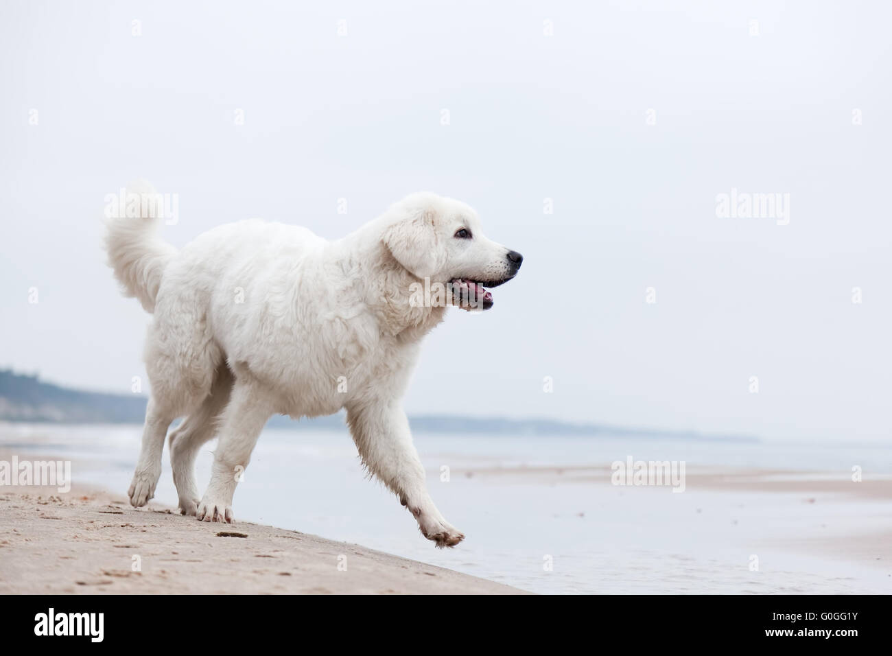 Tatra shepherd dog hi-res stock photography and images - Alamy