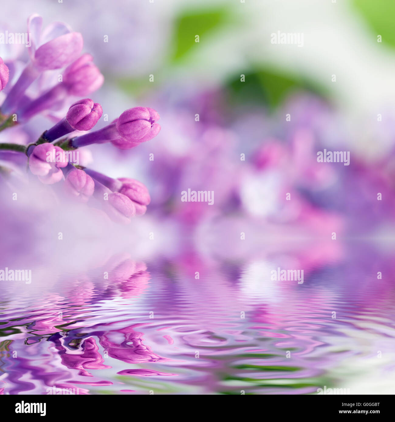 Purple spring lilac flowers in water reflection Stock Photo - Alamy