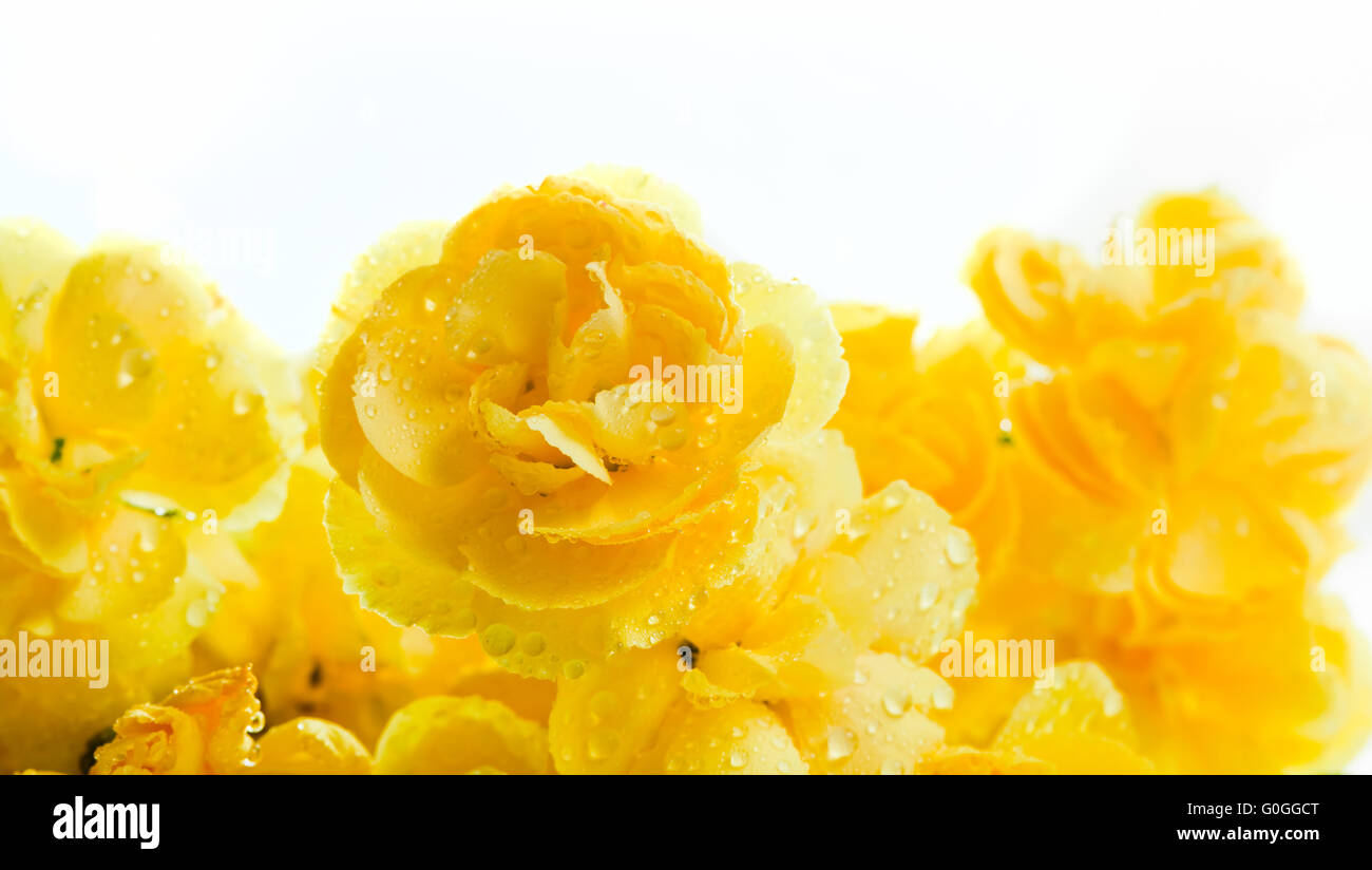 Yellow soft spring flowers bouquet on white background Stock Photo - Alamy