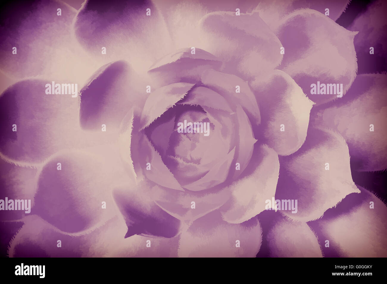 Vintage painting of flower unfolding,. Pink faded floral background ...
