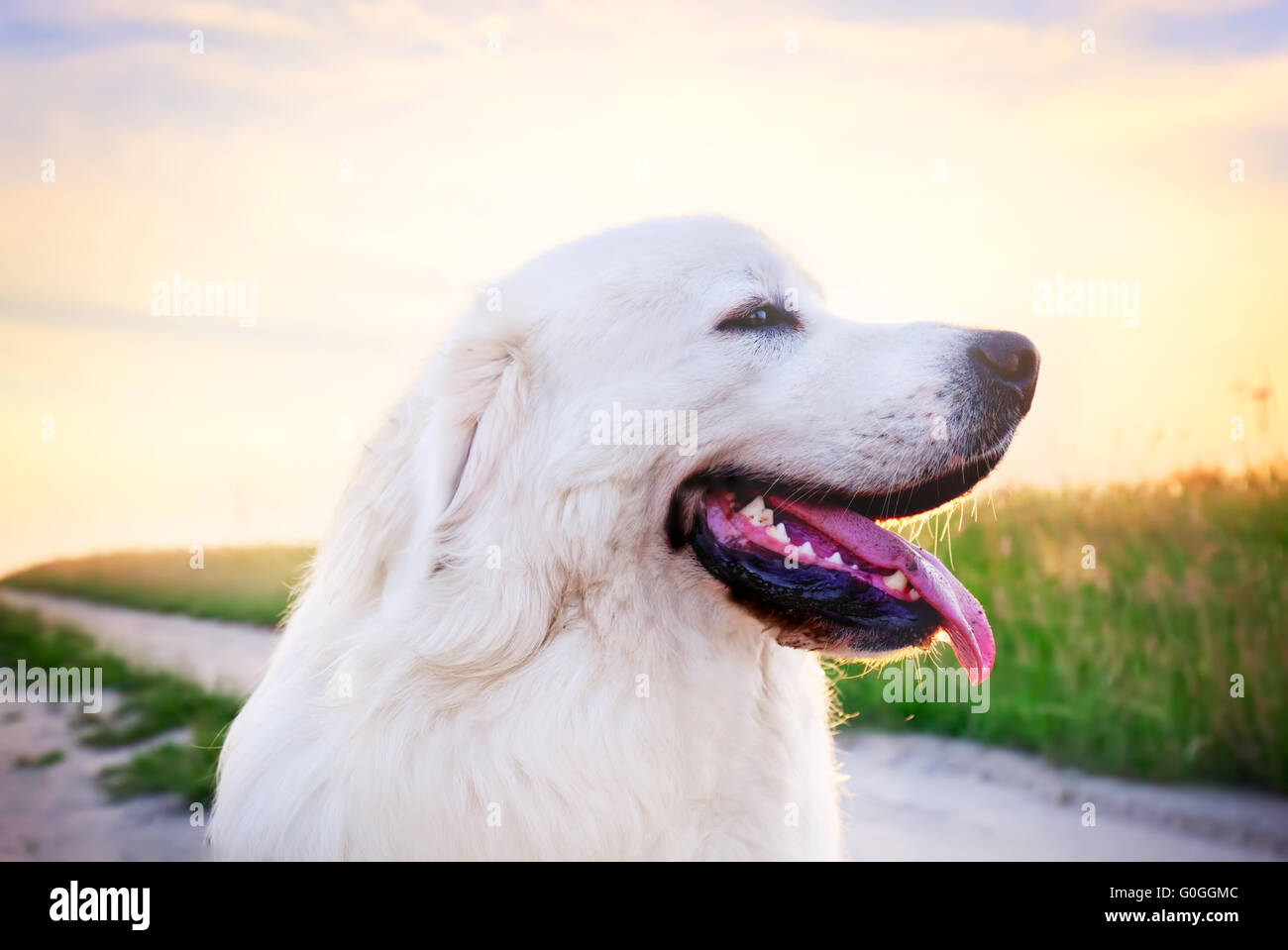Podhalanski Stock Photos & Podhalanski Stock Images - Alamy