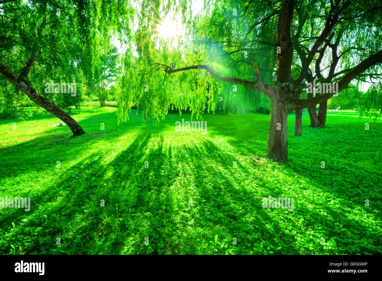 Sunlight through trees summer day hi-res stock photography and images ...