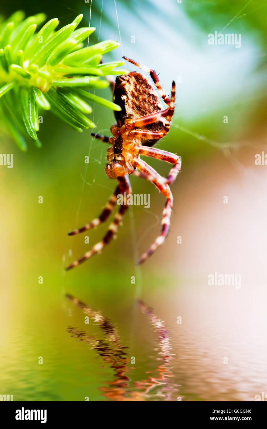 European garden spider called cross spider. Araneus diadematus species ...