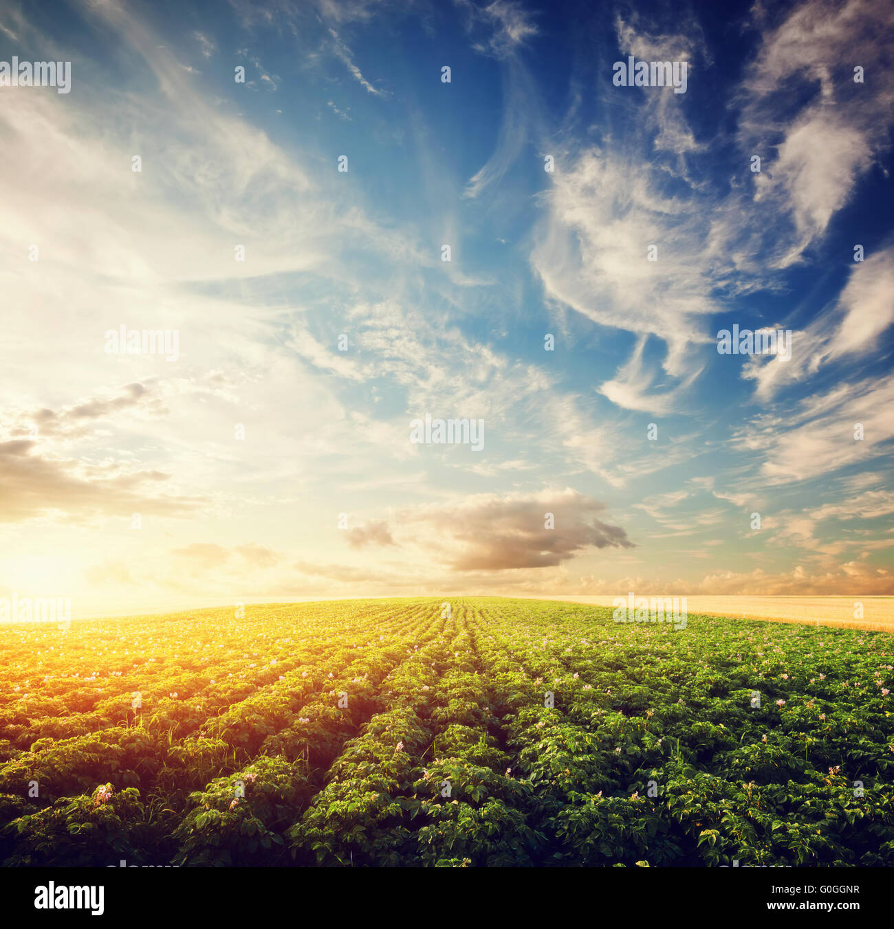 Potato crop field at sunset. Agriculture, cultivated area, farm Stock ...