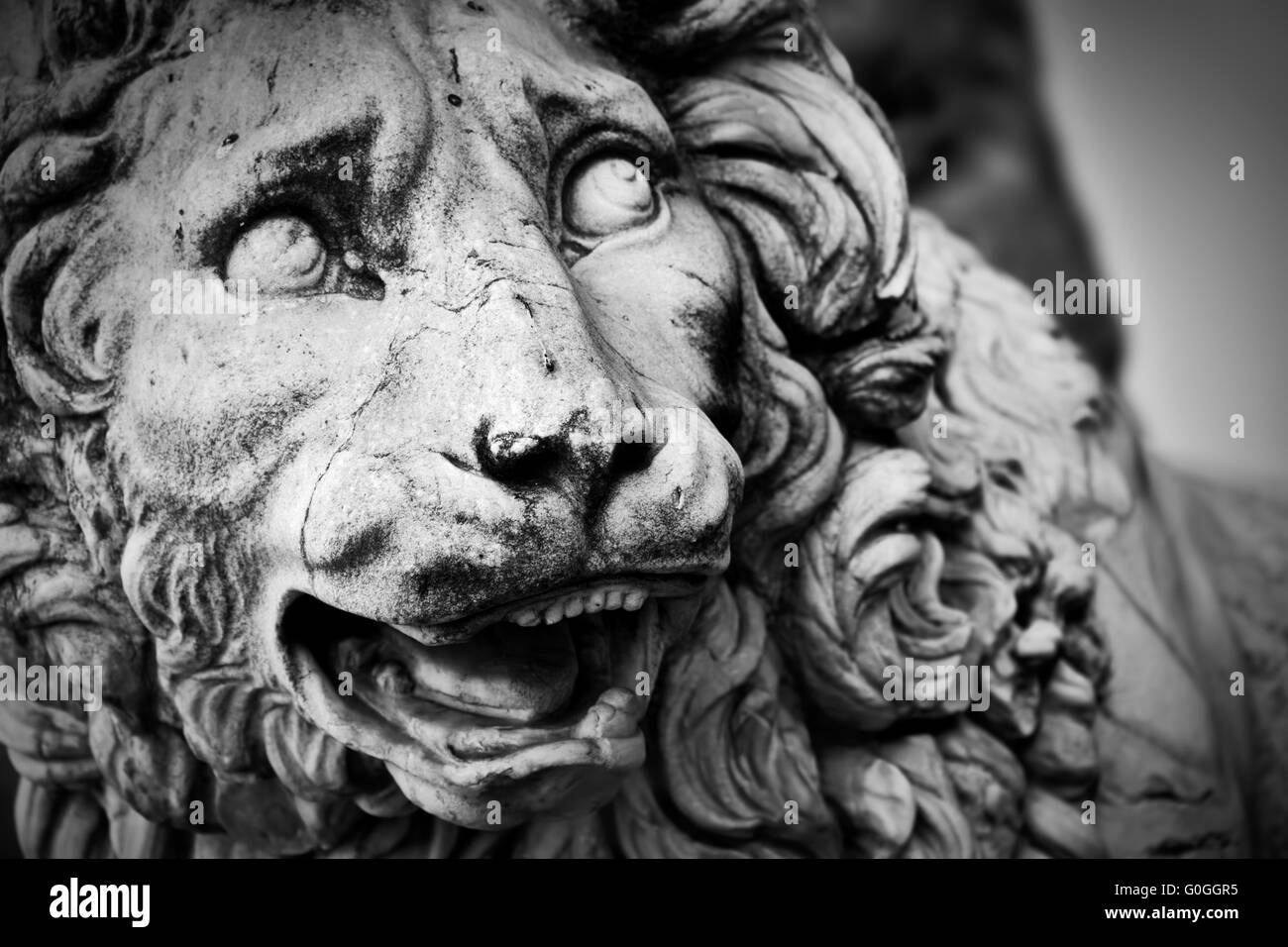 Roman marble statue lion firenze italian renaissance art Black and ...