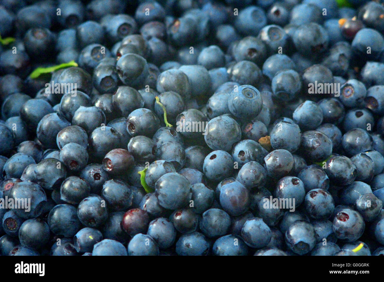 ripe dark berries of bilberry collected in the forest Stock Photo - Alamy