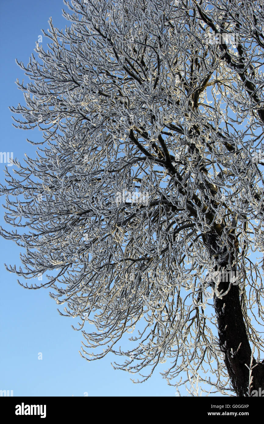 Frozen deciduous tree hi-res stock photography and images - Alamy