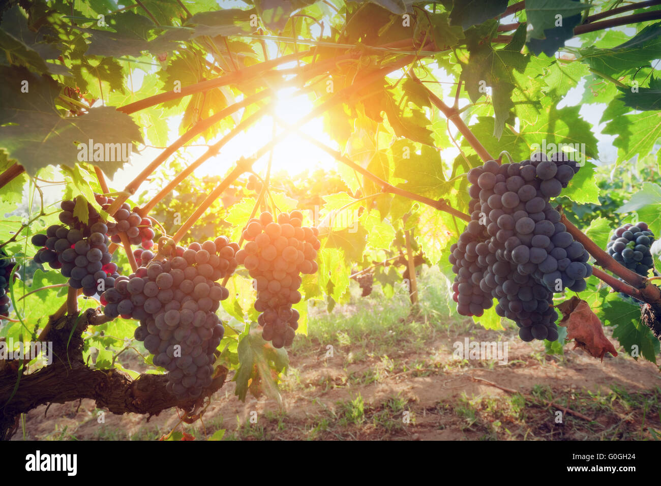 Ripe wine grapes on vines in Tuscany, Italy Stock Photo - Alamy