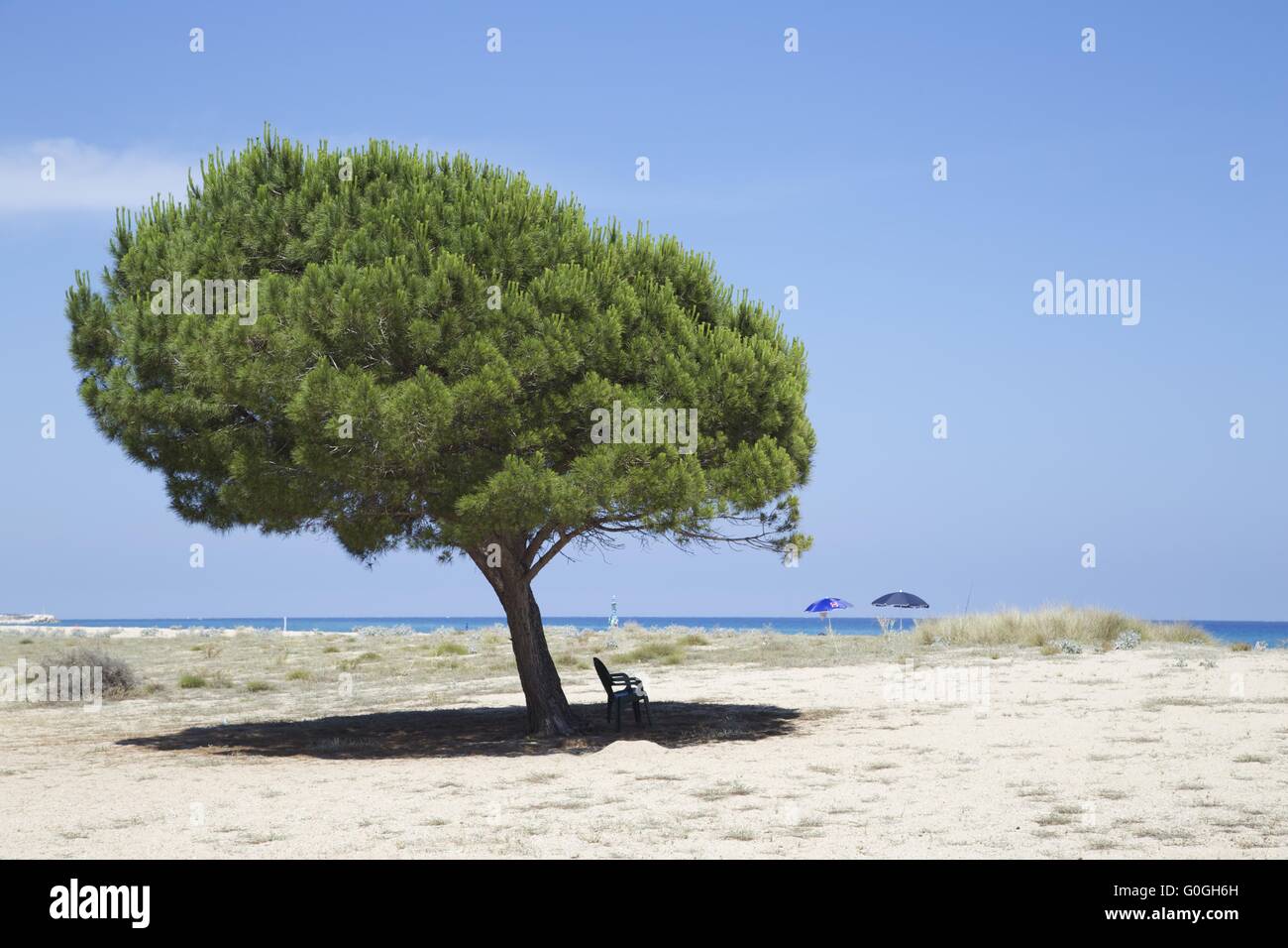 Shade of a pine tree hi-res stock photography and images - Alamy