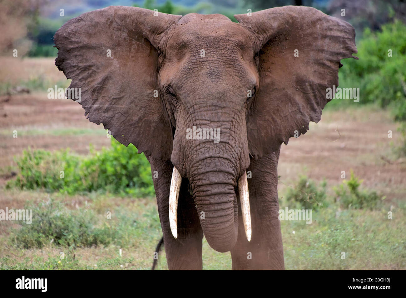 Angry elephant hi-res stock photography and images - Alamy