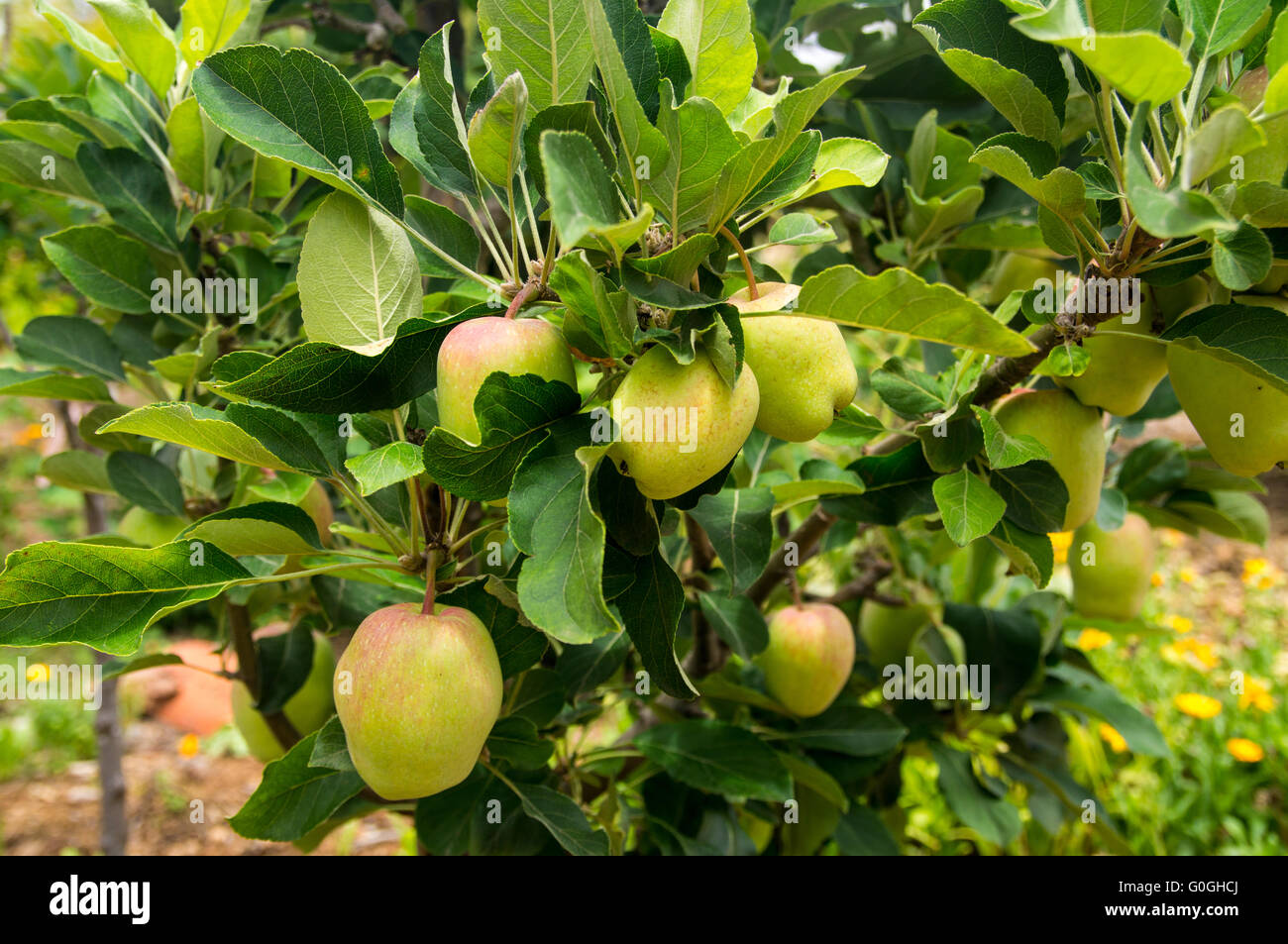 California apples hi-res stock photography and images - Alamy