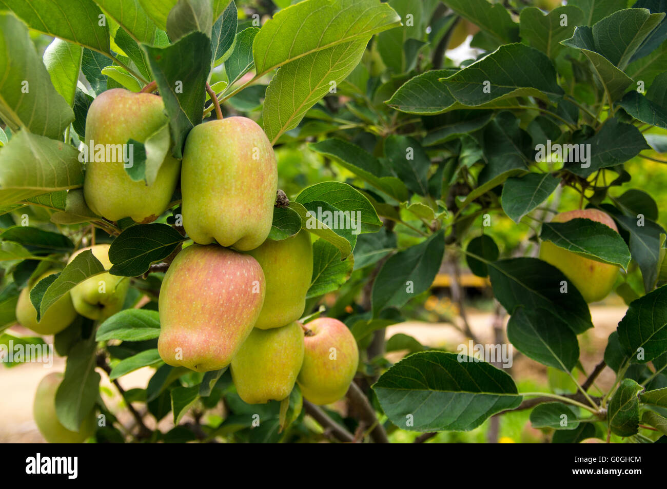 California Apples on the tree Stock Photo - Alamy